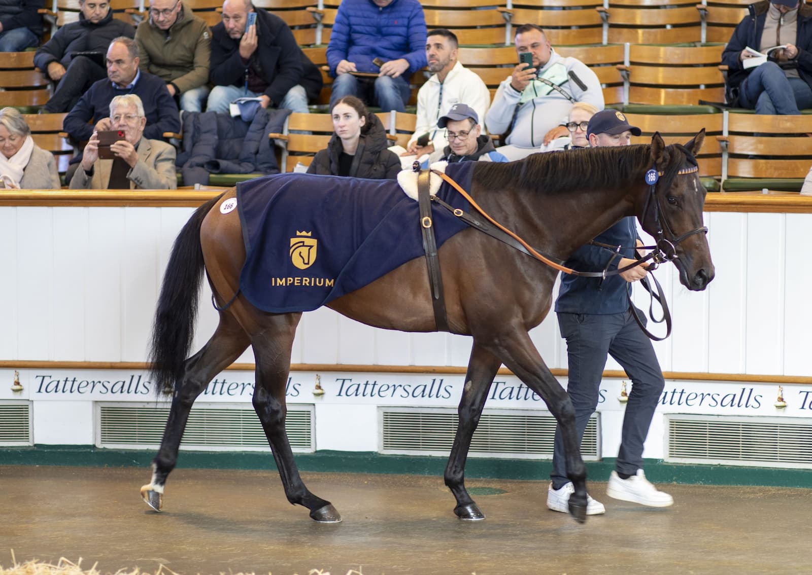 Blueblood colts primed to extend Godolphin’s purple patch - ANZ News ...