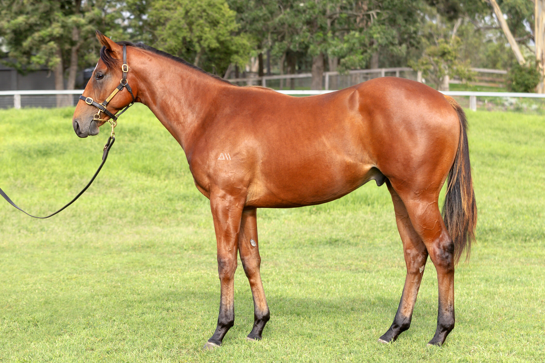 Hedge purchases set for track debuts at Caulfield and Rosehill - ANZ ...