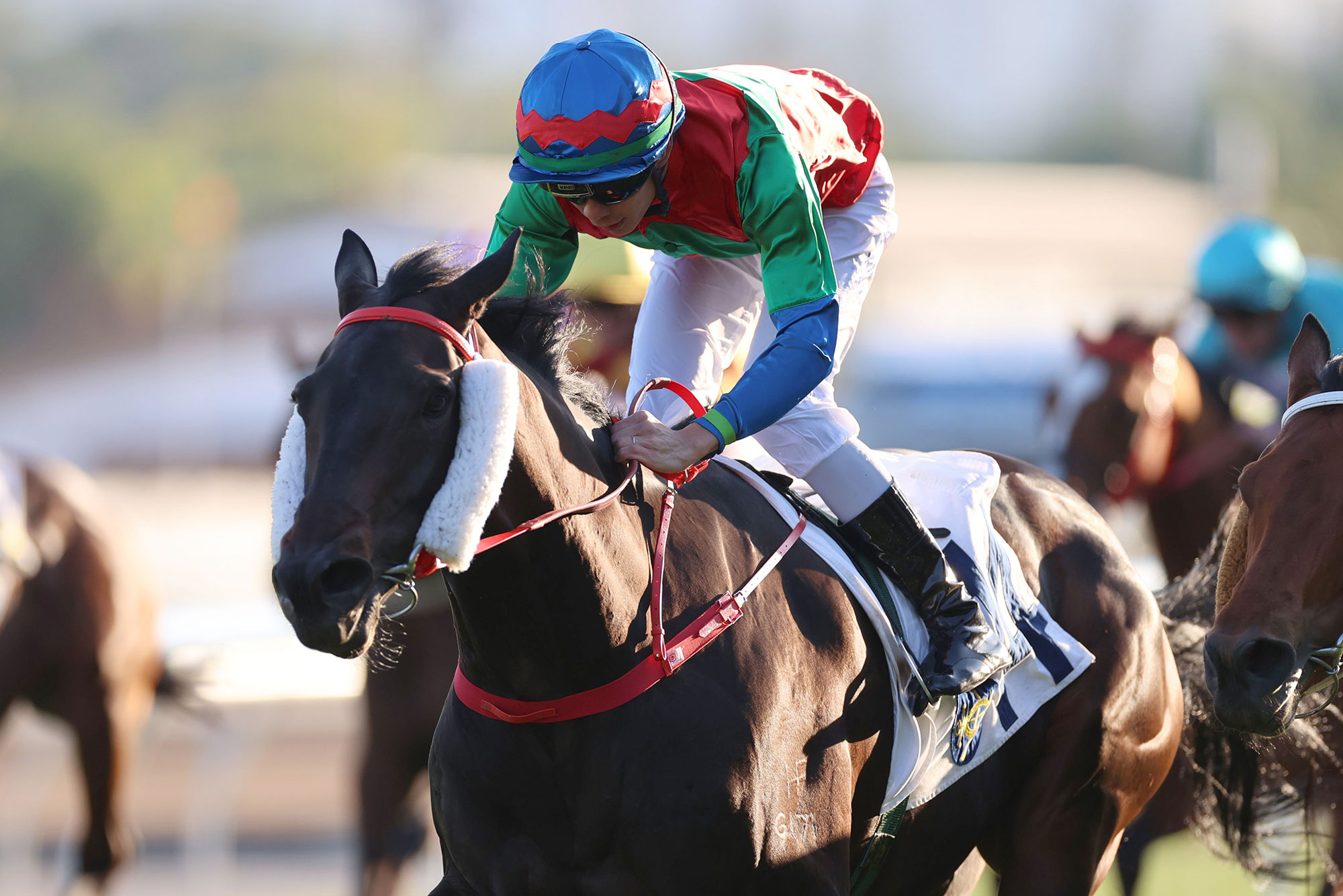 Balius Farm prepare for first ever Magic Millions draft - ANZ News ...