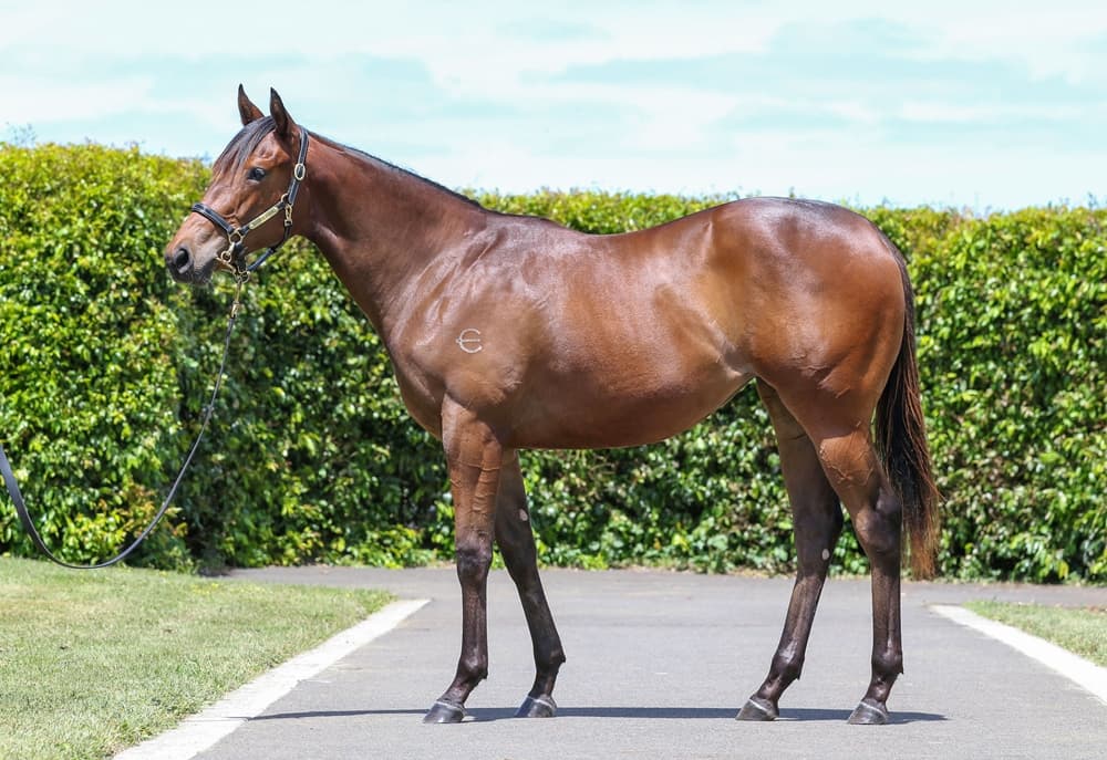 Balius Farm prepare for first ever Magic Millions draft - ANZ News ...