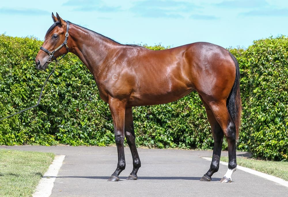 Balius Farm prepare for first ever Magic Millions draft - ANZ News ...
