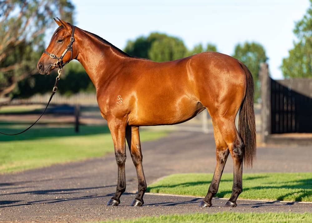 Balius Farm prepare for first ever Magic Millions draft - ANZ News ...