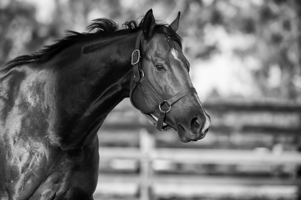 Deep Field joins Hong Kong’s elite stallions with prize-money haul ...