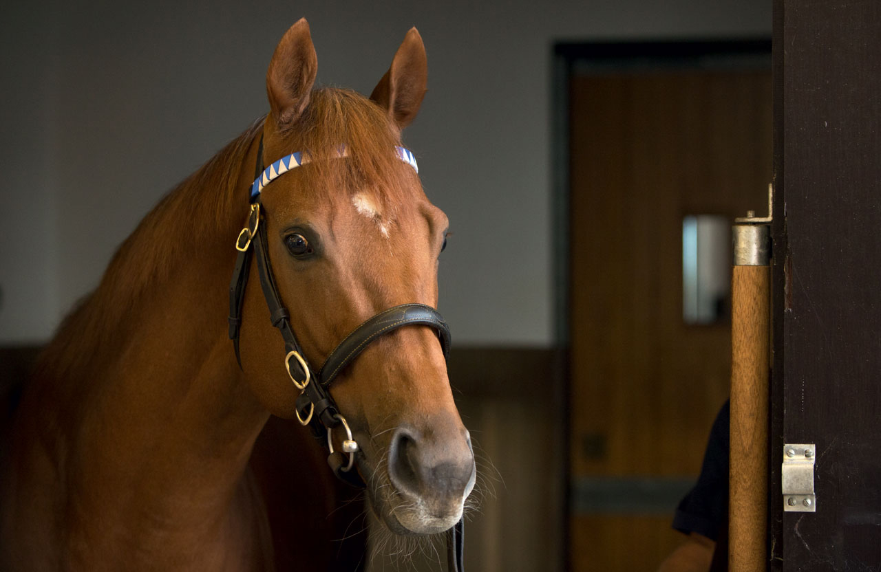 Seven for Saxon Warrior - ANZ Bloodstock News