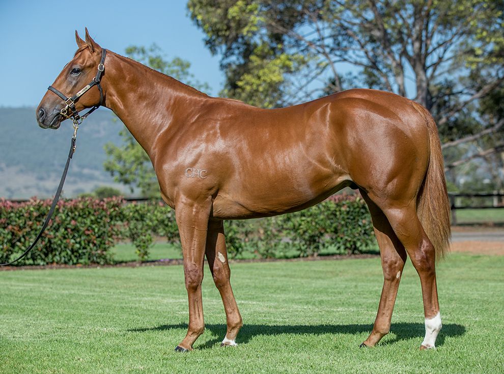 Cultural Amnesia (AUS) - ANZ Bloodstock News