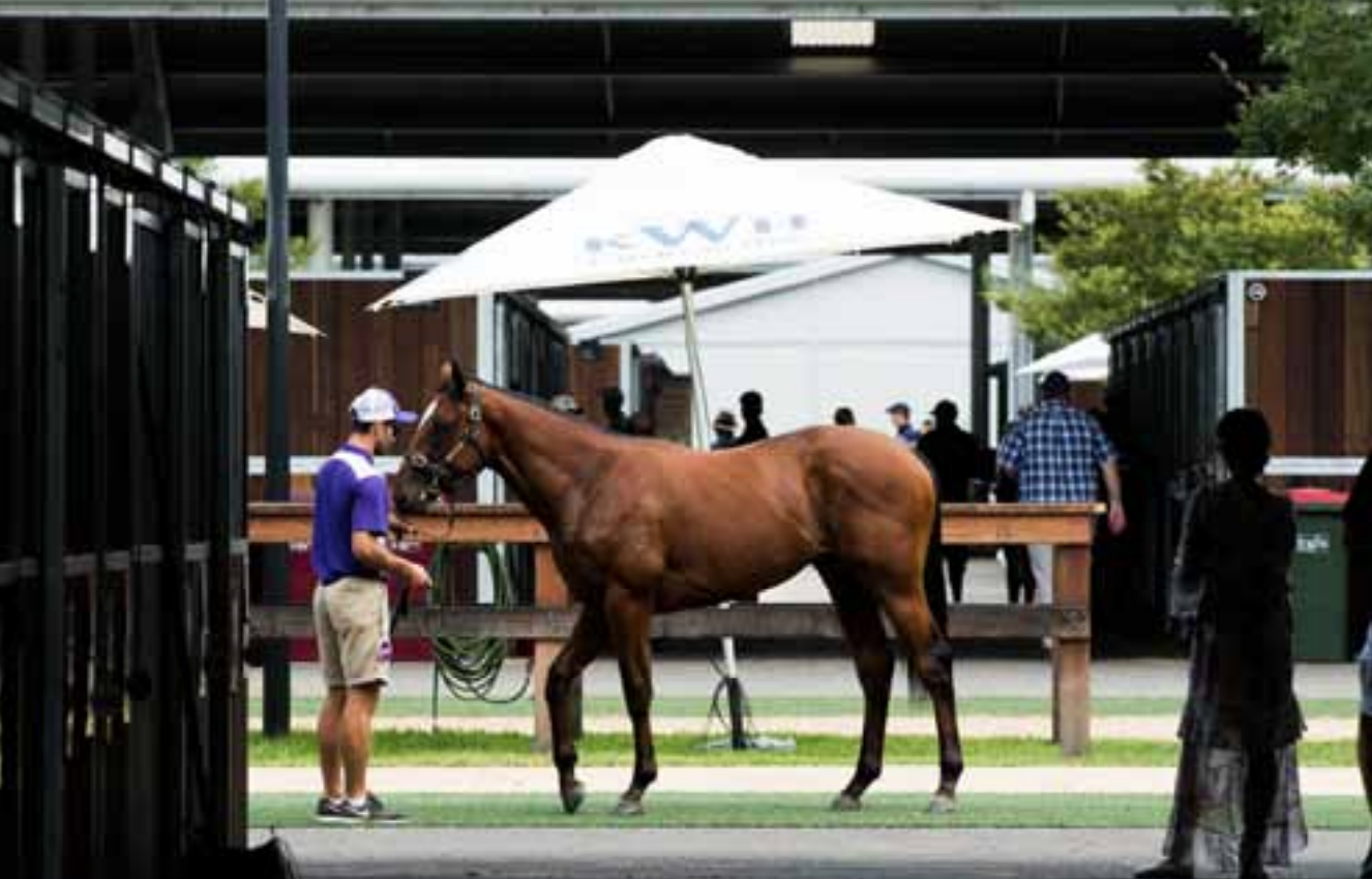Inglis Easter to continue as invite-only affair as Magic Millions QTIS ...