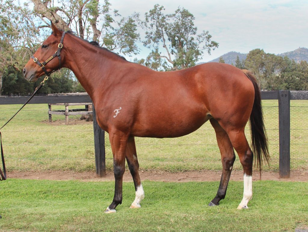 Mare in foal to Deep Field tops online Inglis Australian Broodmare Sale ...