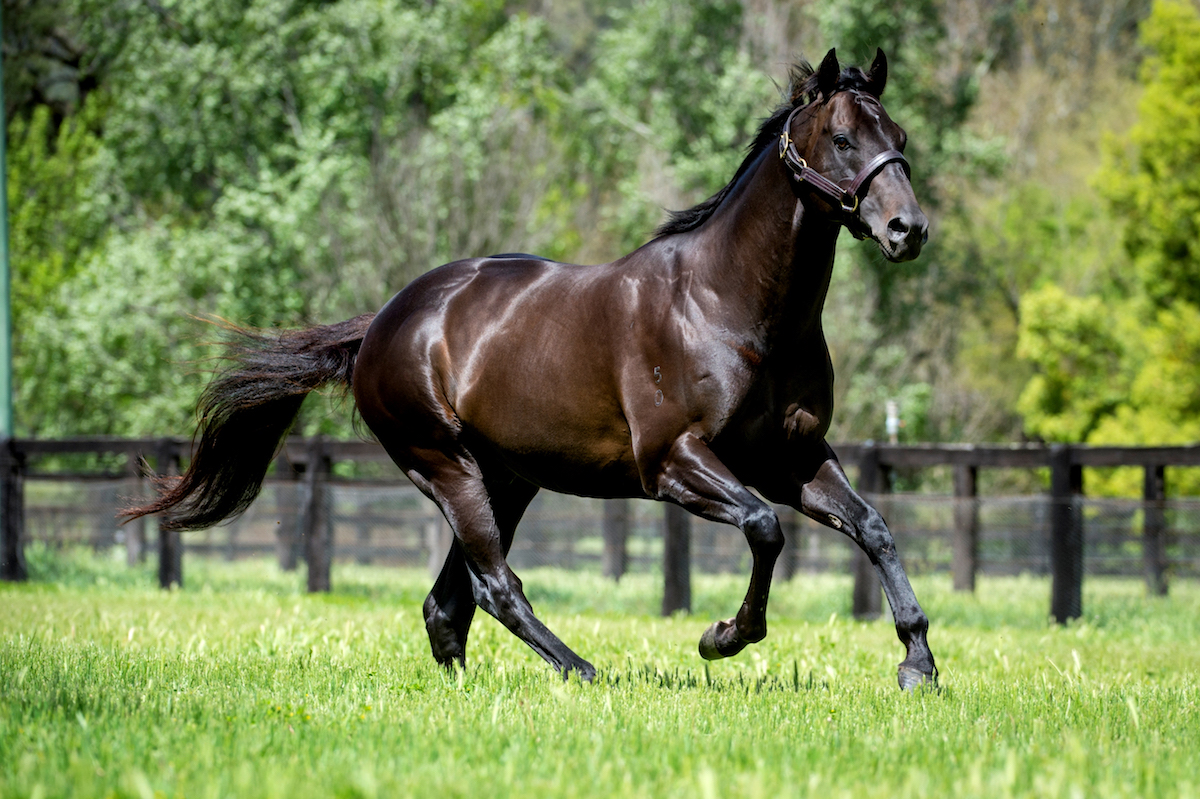 Award for Shamus after stellar year on the track - ANZ Bloodstock News