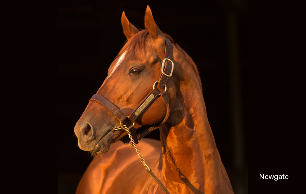 Former Newgate resident Criterion sired his second first-crop winner ...
