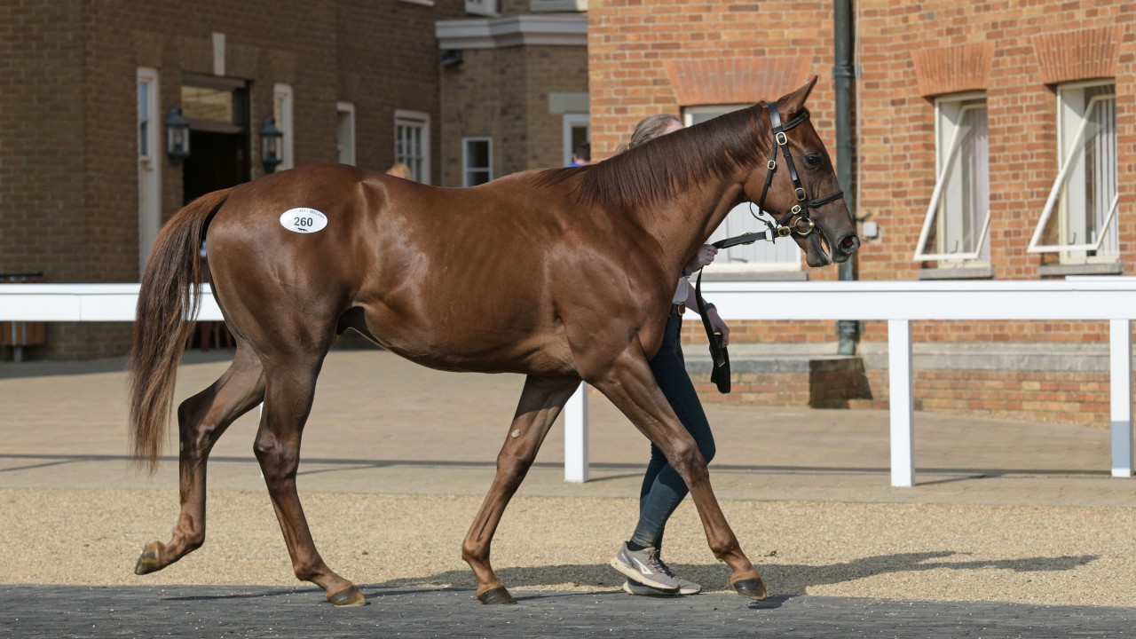 Another top lot for Boherguy Stud as brother to New Treasure brings £ ...