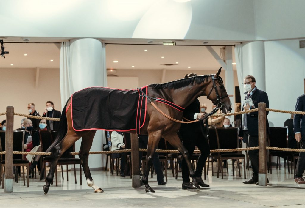 German Oaks third Virginia Joy lights up Arc sale - ANZ Bloodstock News