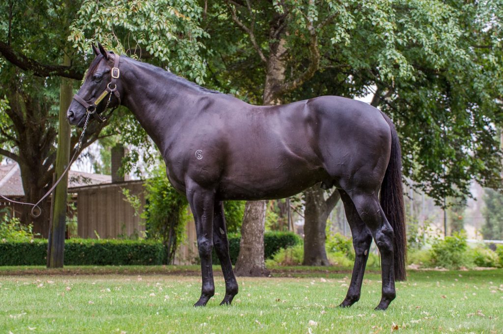 Stallion Watch - ANZ Bloodstock News