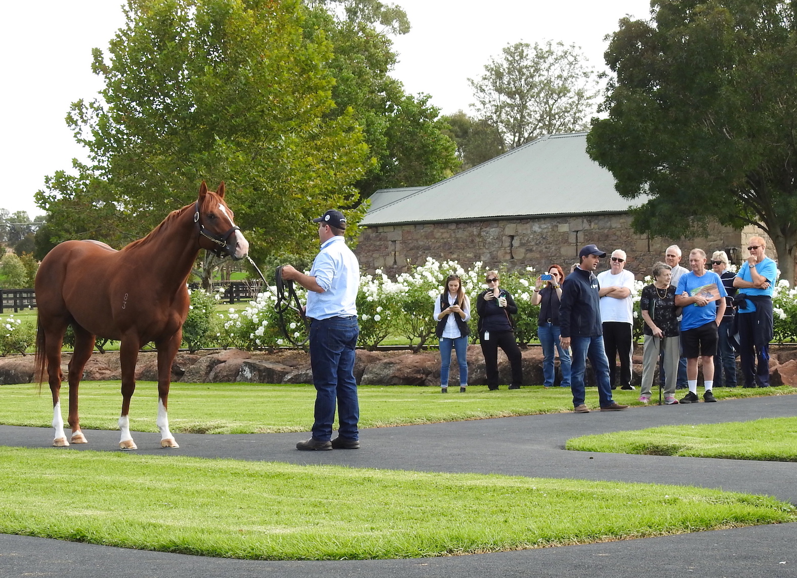 Covid-19 forces Hunter Valley stallion parades to go virtual again ...