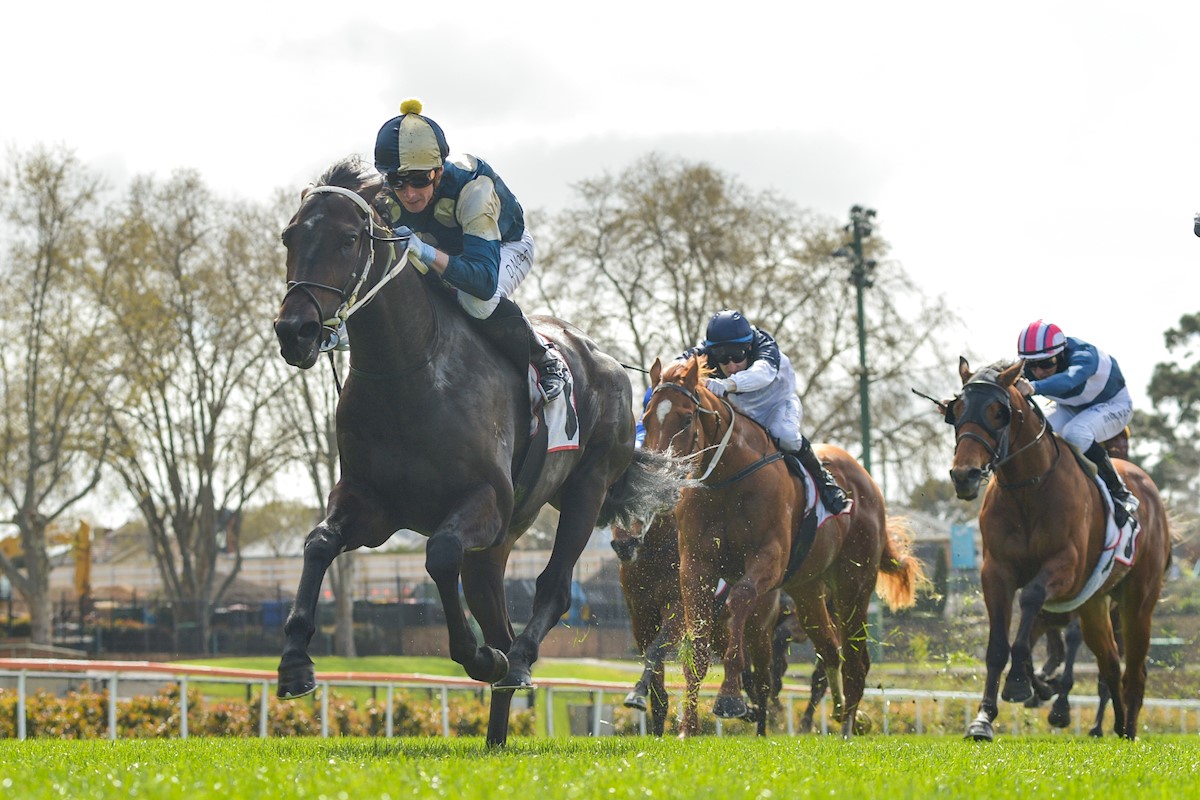 Forgot You (NZ) - ANZ Bloodstock News