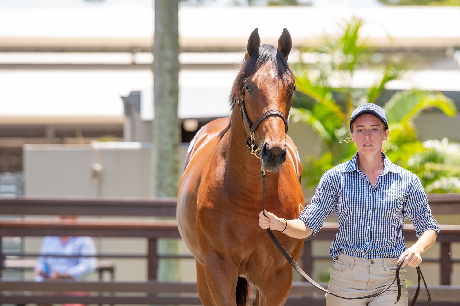 A dream result for family-run farm - ANZ Bloodstock News