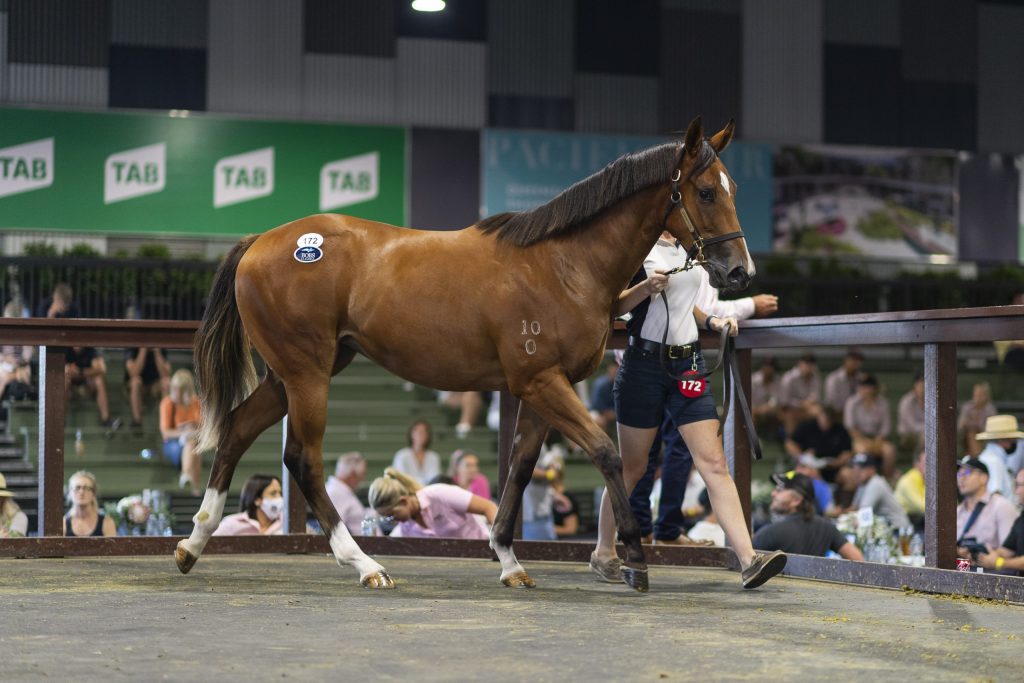 Zoustar reigns on opening day as his Queen heads to Moody - ANZ ...