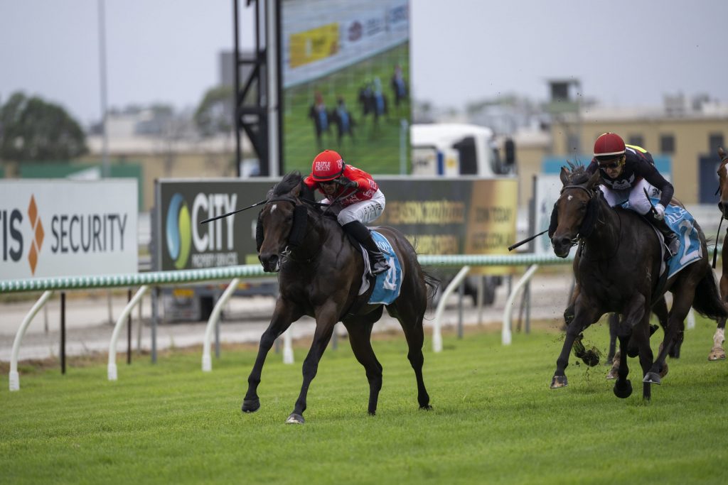 Miss Hellfire - ANZ Bloodstock News