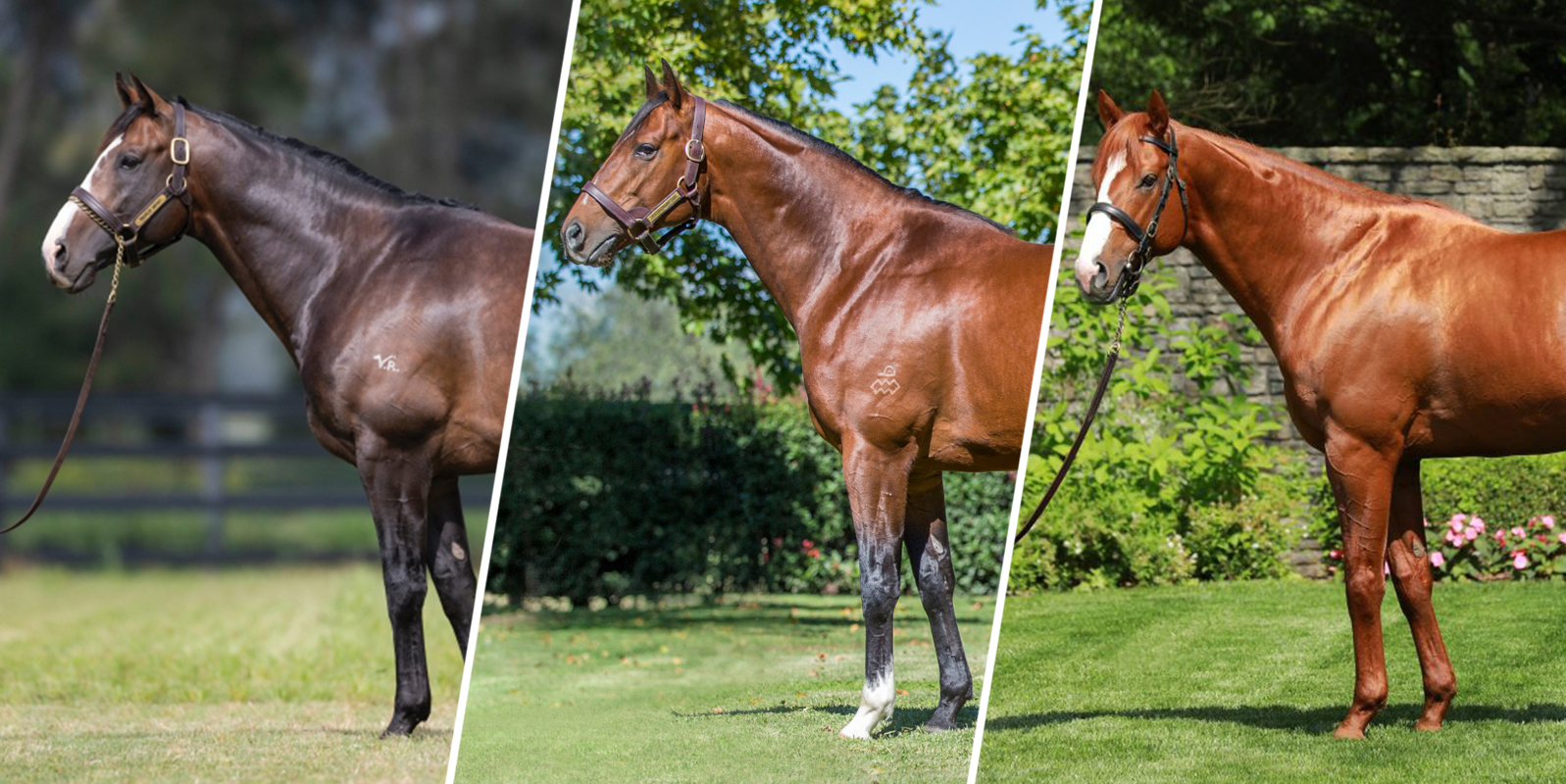 Which of the ‘Big Three’ will stand tall in the market’s eyes at the ...