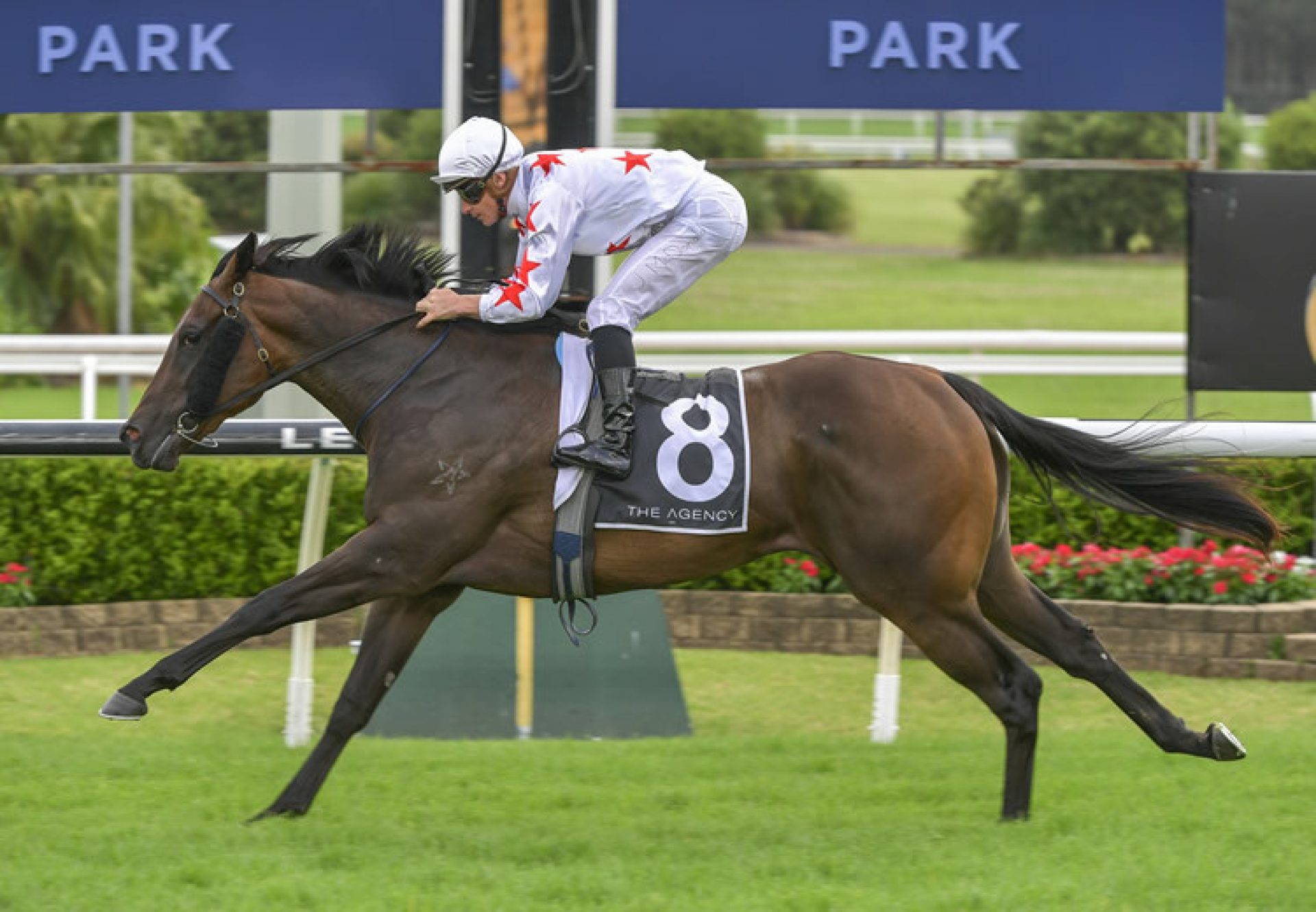 Marquee Stud’s Alati labels Millennium hope Paris Dior as a ‘special ...
