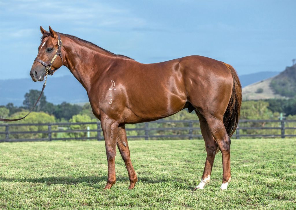 Capitalist Australia’s most popular stallion in 2021 - ANZ Bloodstock News