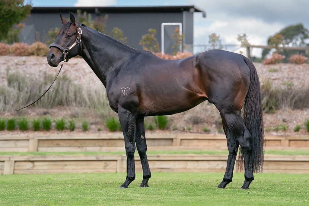 Fireburn’s sire Rebel Dane to call Hunter Valley’s Widden Stud home ...