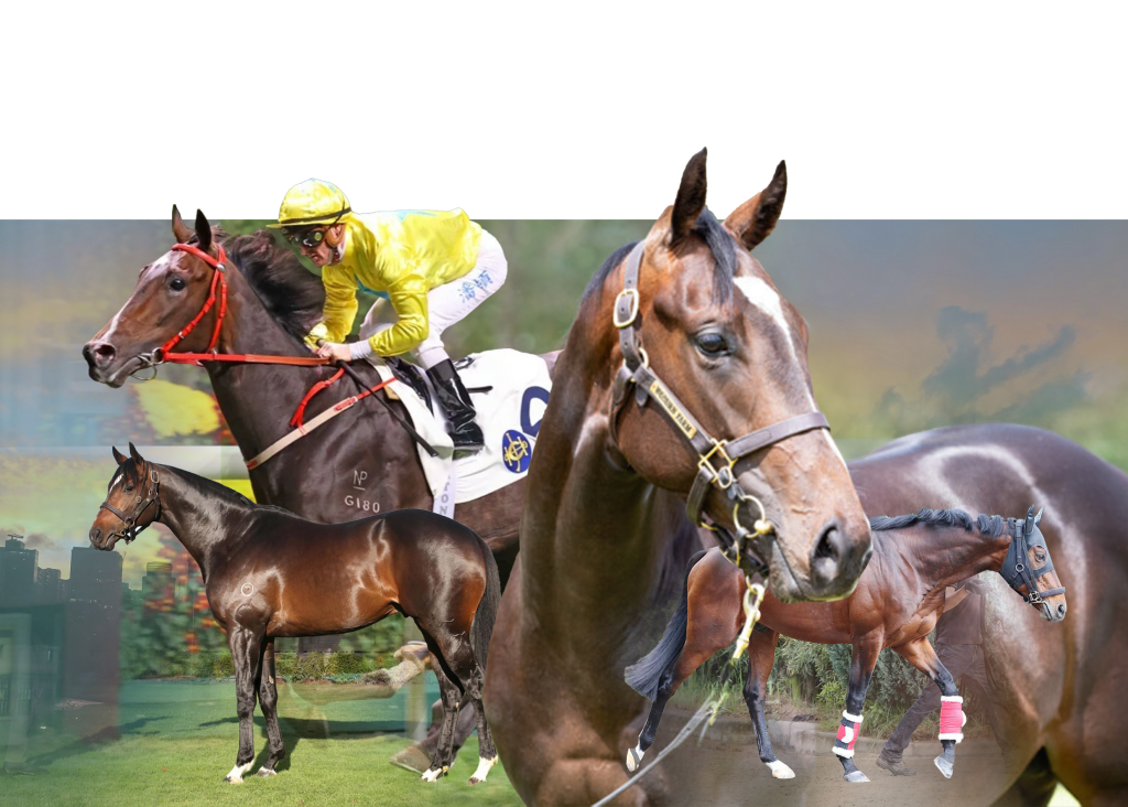 Novara Park’s Sweynesse could prove next Lucky stallion in Hong Kong ...