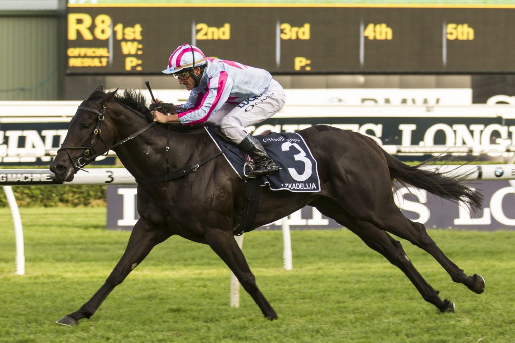 Azkadellia’s maiden foal born with one eye - ANZ Bloodstock News