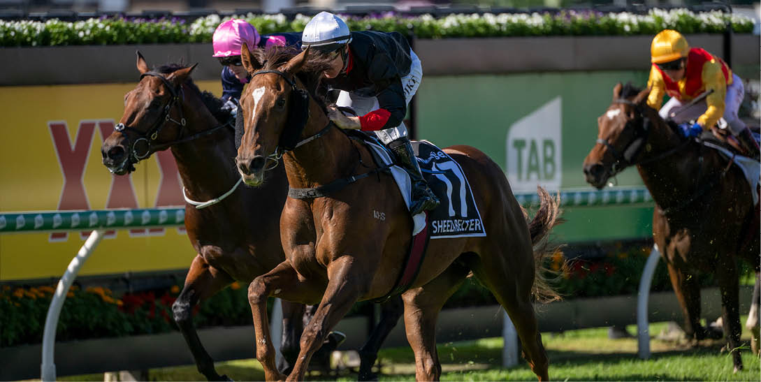 Sheeza Belter - ANZ Bloodstock News