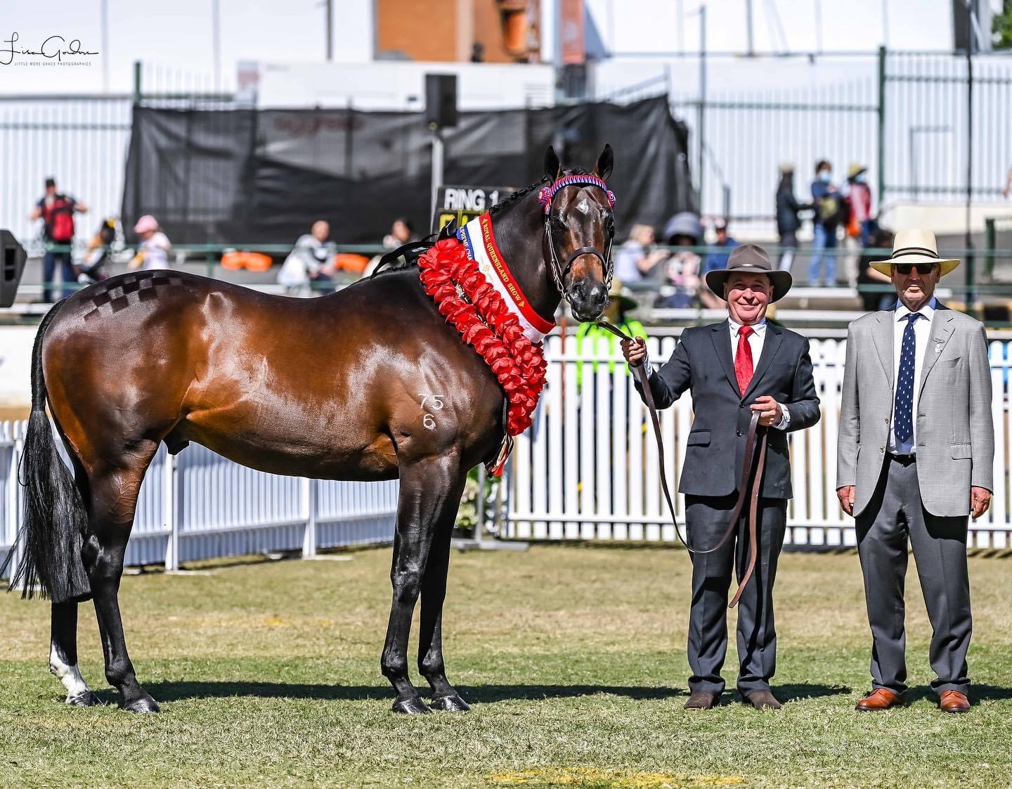 Million-dollar colt set for possible breeding career as show stallion ...