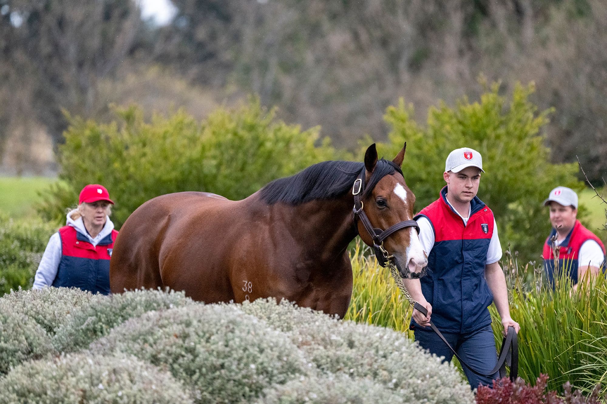 Stallion parades return to wow Victorian breeders - ANZ Bloodstock News