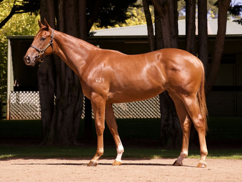 $100,000 Capitalist filly Count Your Pennies could put trainers up in ...