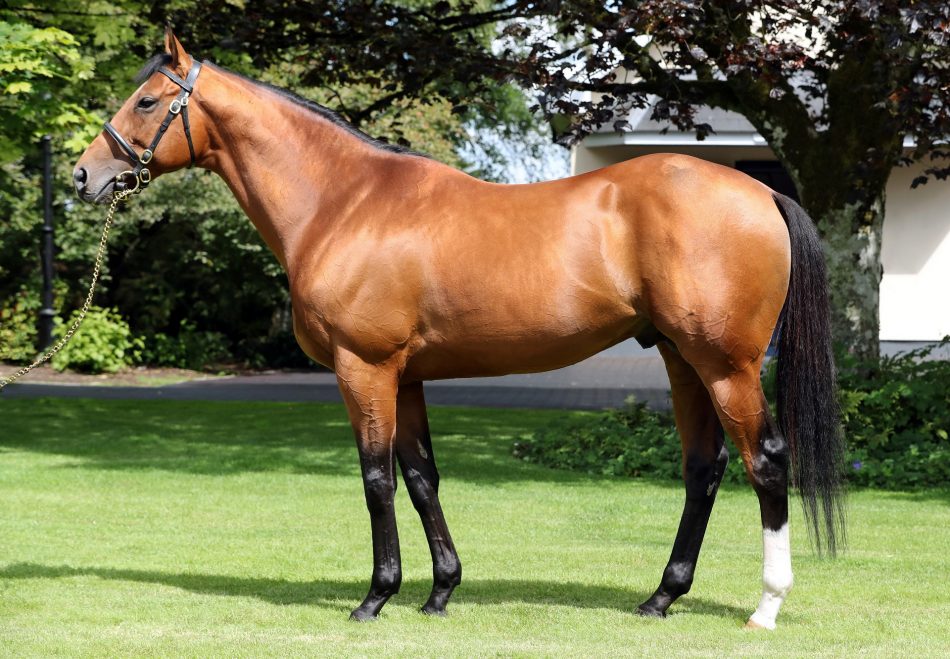 13 for Saxon Warrior - ANZ Bloodstock News