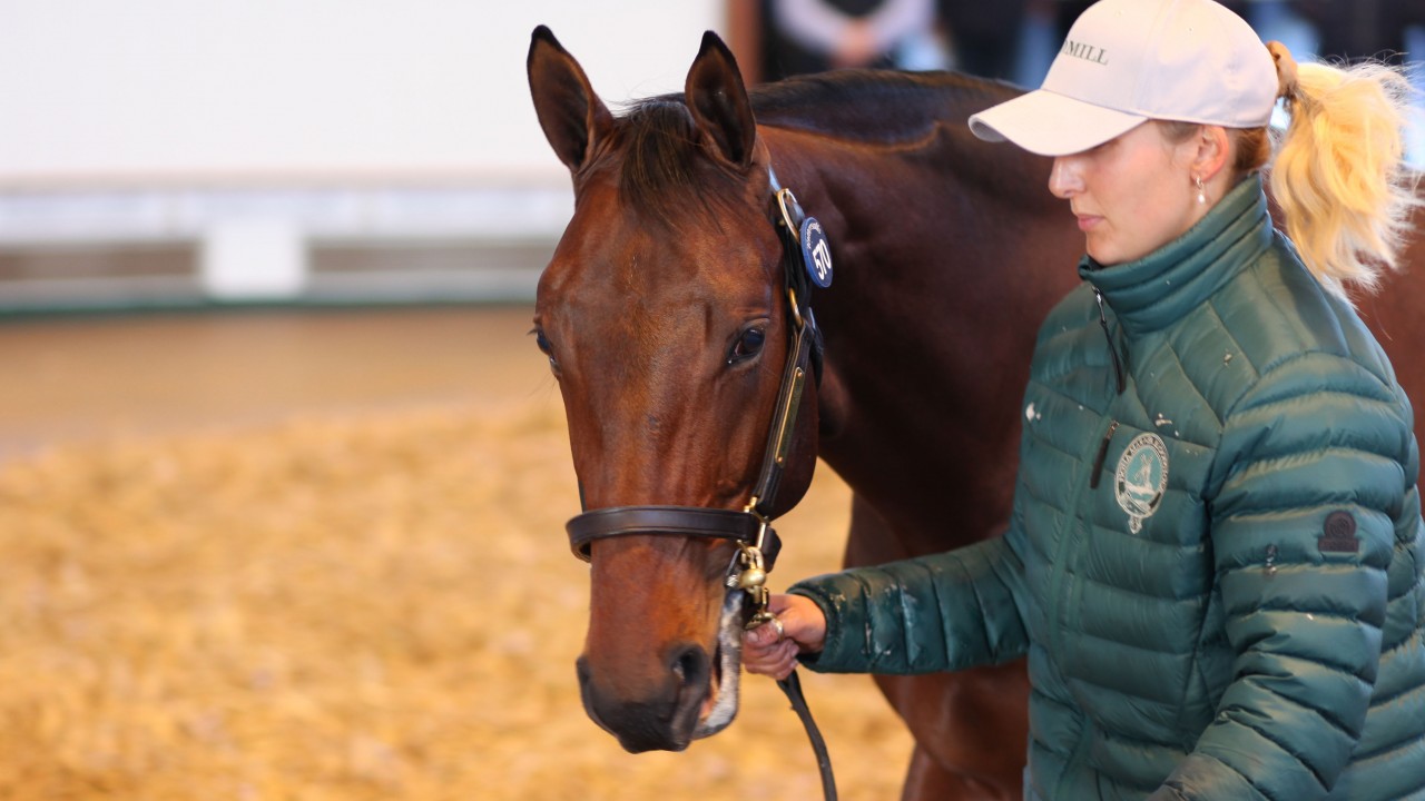 'Dreams do come true!' - Sea The Stars colt brings 800,000gns at Book 2 ...