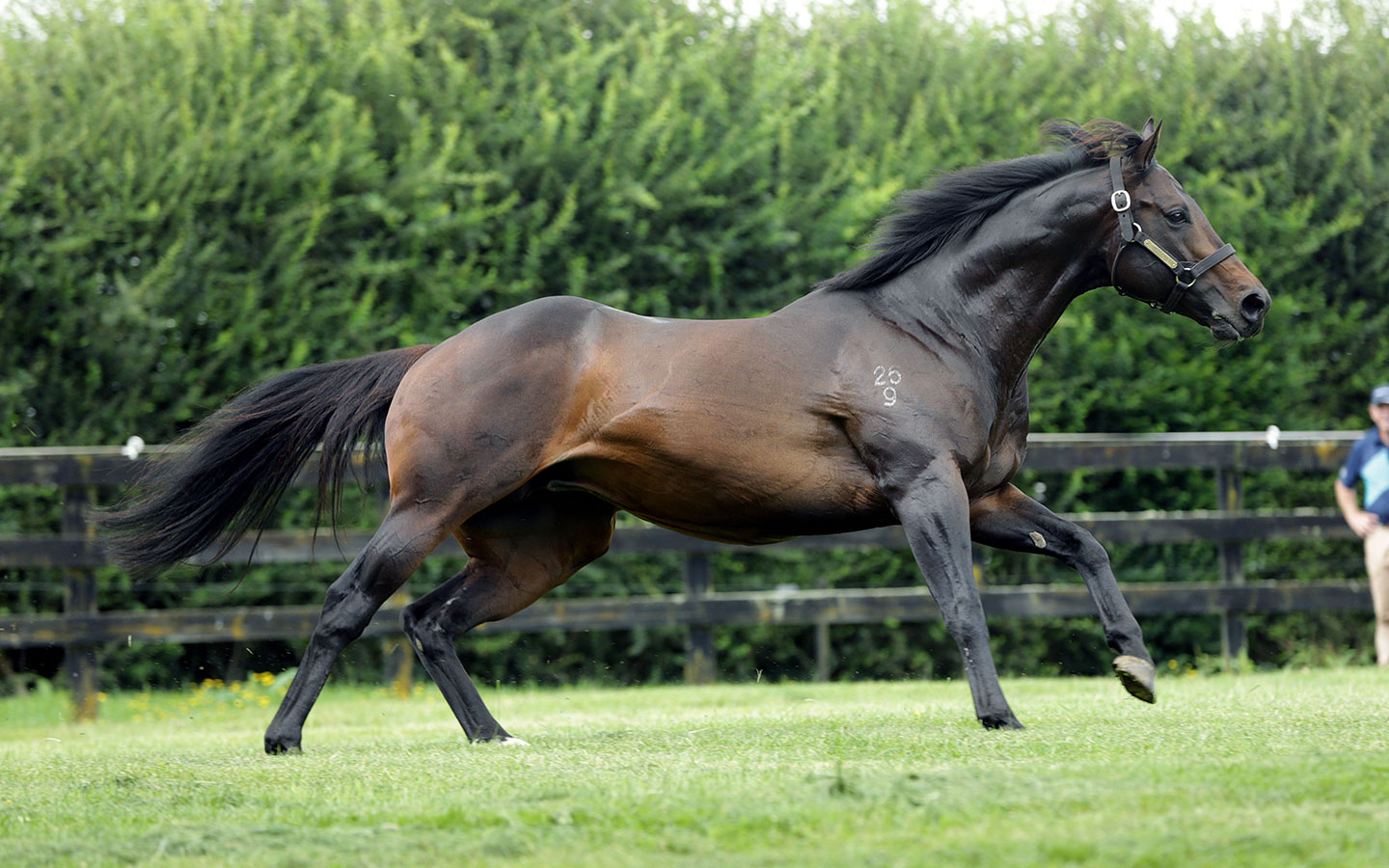 16 for Zoustar - ANZ Bloodstock News