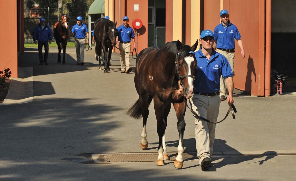 Godolphin launches holiday internship programme to attract new workers - ANZ Bloodstock News