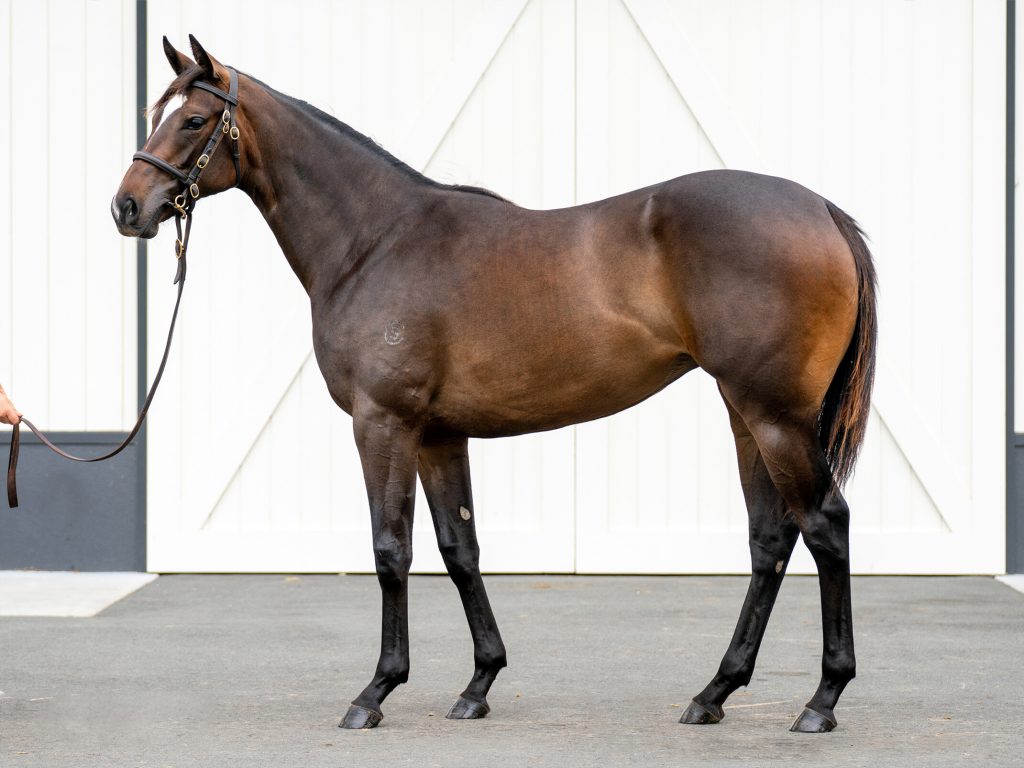 Karaka - Six Of The Best - ANZ Bloodstock News