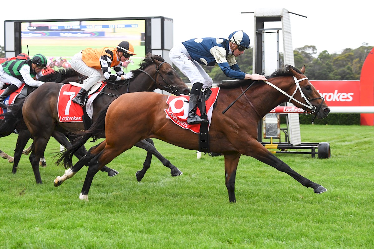 Yasuke (AUS) - ANZ Bloodstock News