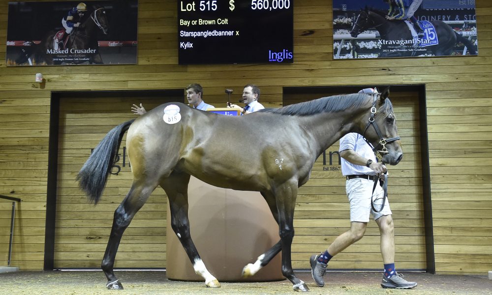 ‘Banner yearling leads campaign for return of Rosemont’s Star stallion ...