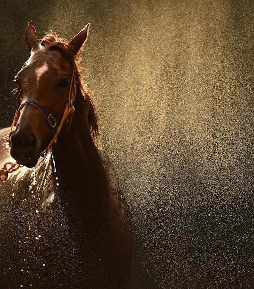 Colts versus fillies – the big sires - ANZ Bloodstock News