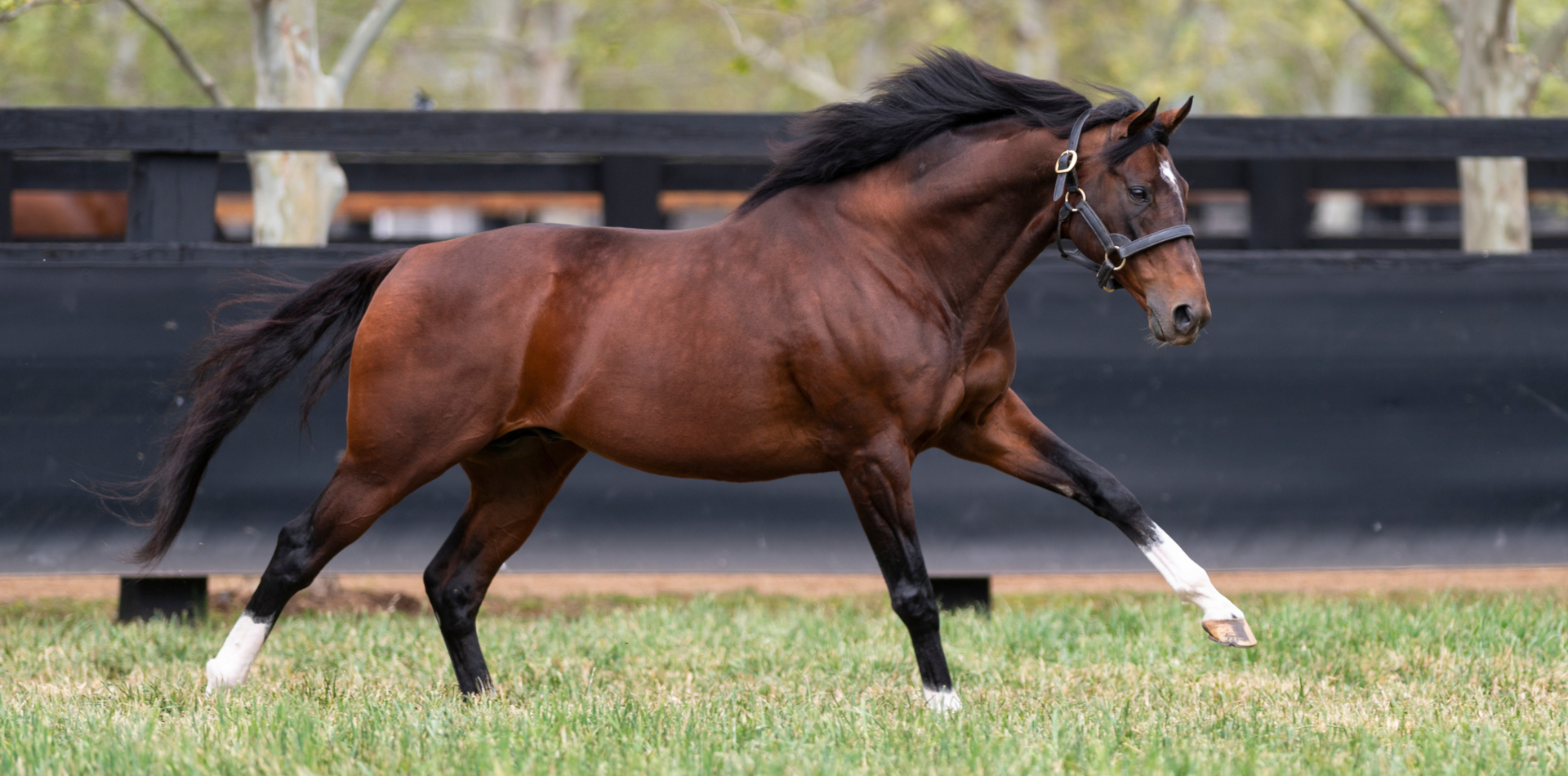 Hitotsu returns to his birthplace after Arrowfield strike deal - ANZ ...