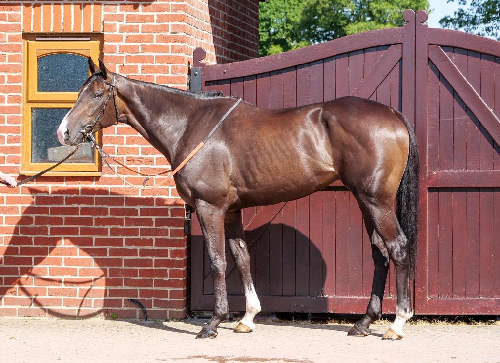 Perry snares dual winner Age Of Sail at Tattersalls - ANZ Bloodstock News