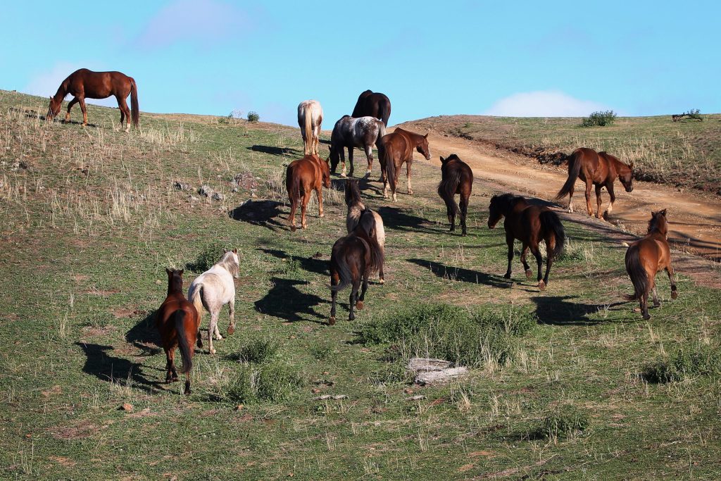 Unidentified illness blamed for death of ten horses in Victoria - ANZ ...