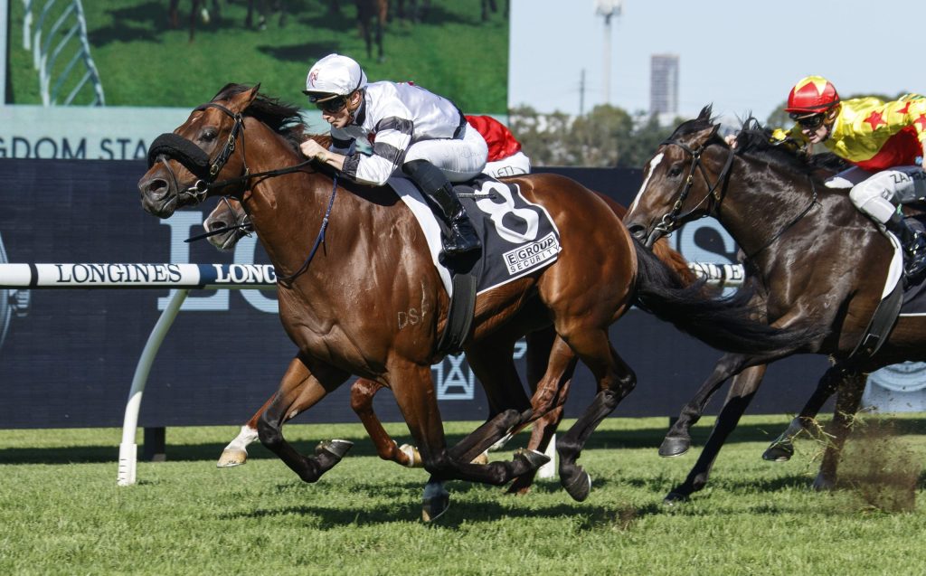Exceed And Excel’s Signore Fox to stand at Alma Vale Thoroughbreds - ANZ Bloodstock News