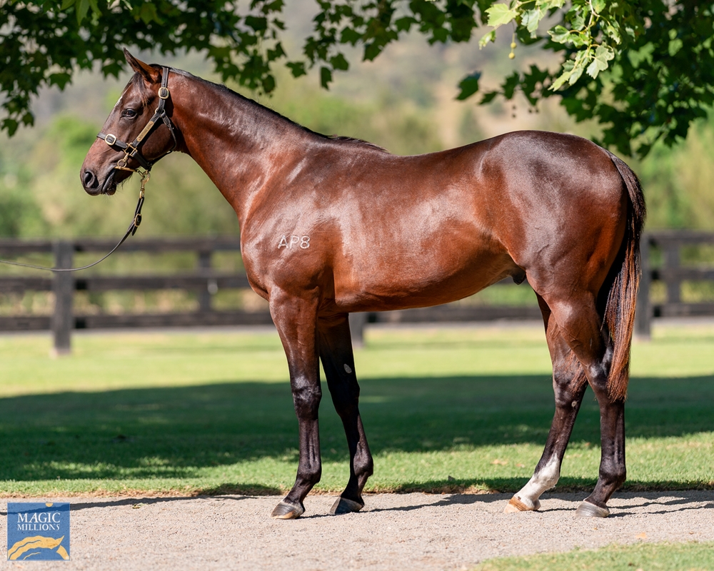 ‘Exciting’ half-brother to Amelia’s Jewel among entrants for juvenile ...