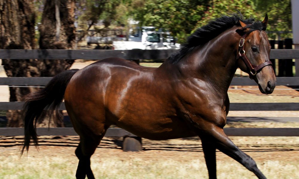 What age do stallions start their breeding careers? - ANZ Bloodstock News