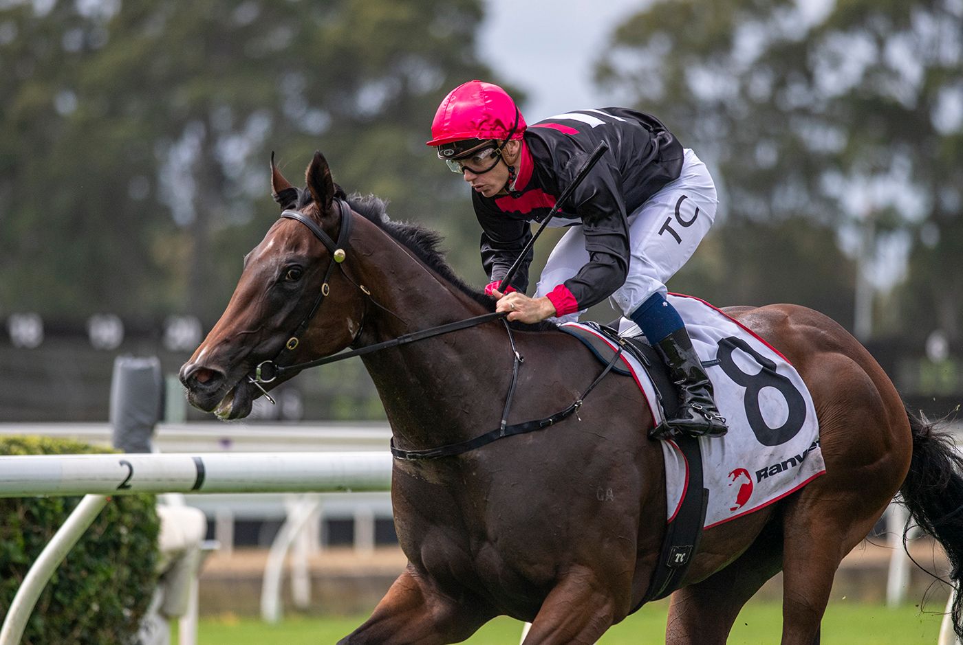 North Star Lass shines bright fetching $1.525 million on Inglis Digital ...