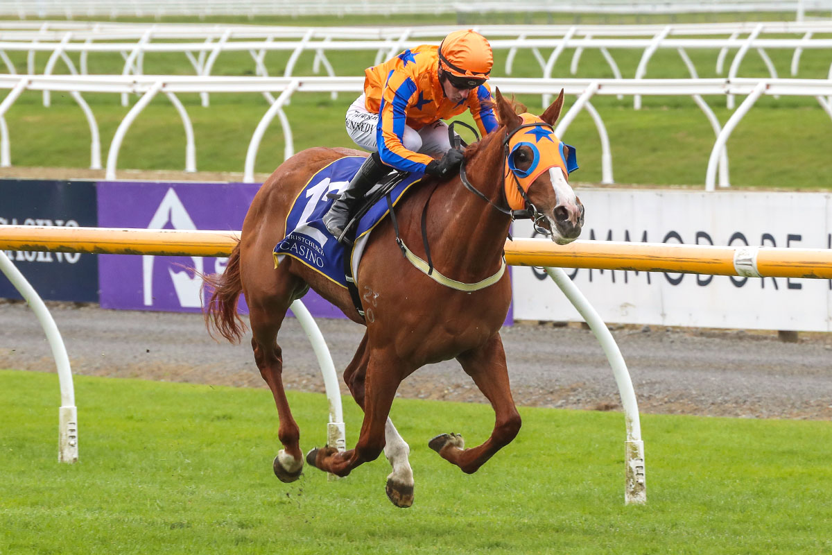 Star Of Justice (AUS) - ANZ Bloodstock News