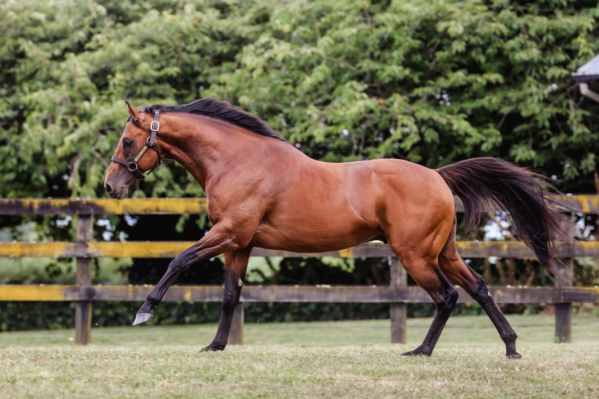 41 for Blue Point - ANZ Bloodstock News