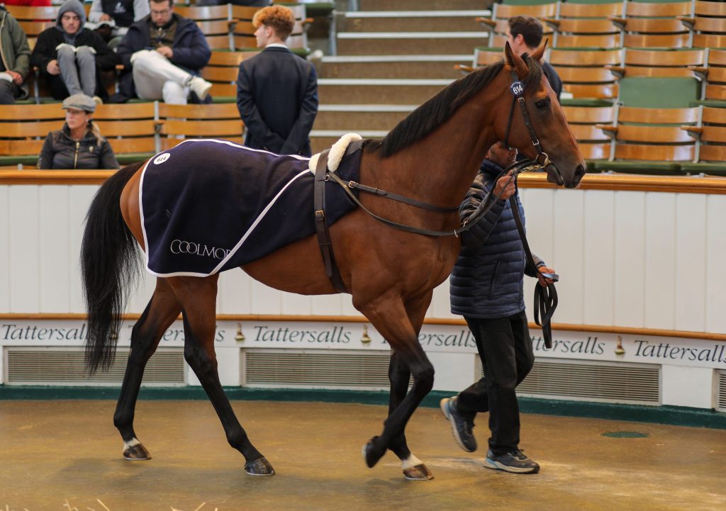 Denmark bound for Australia - ANZ Bloodstock News