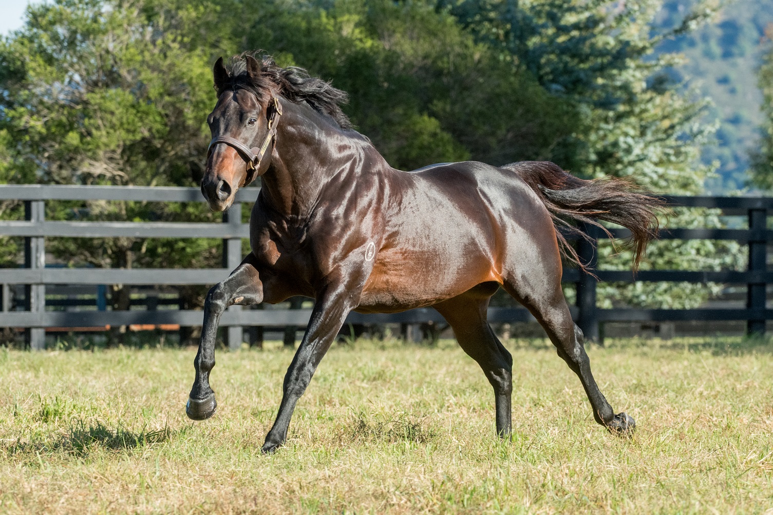 Mawjood (AUS) - ANZ Bloodstock News